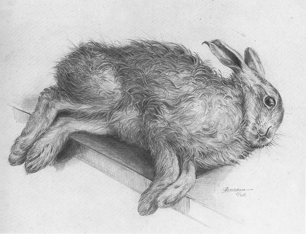 Animals – Nico Bulder Art